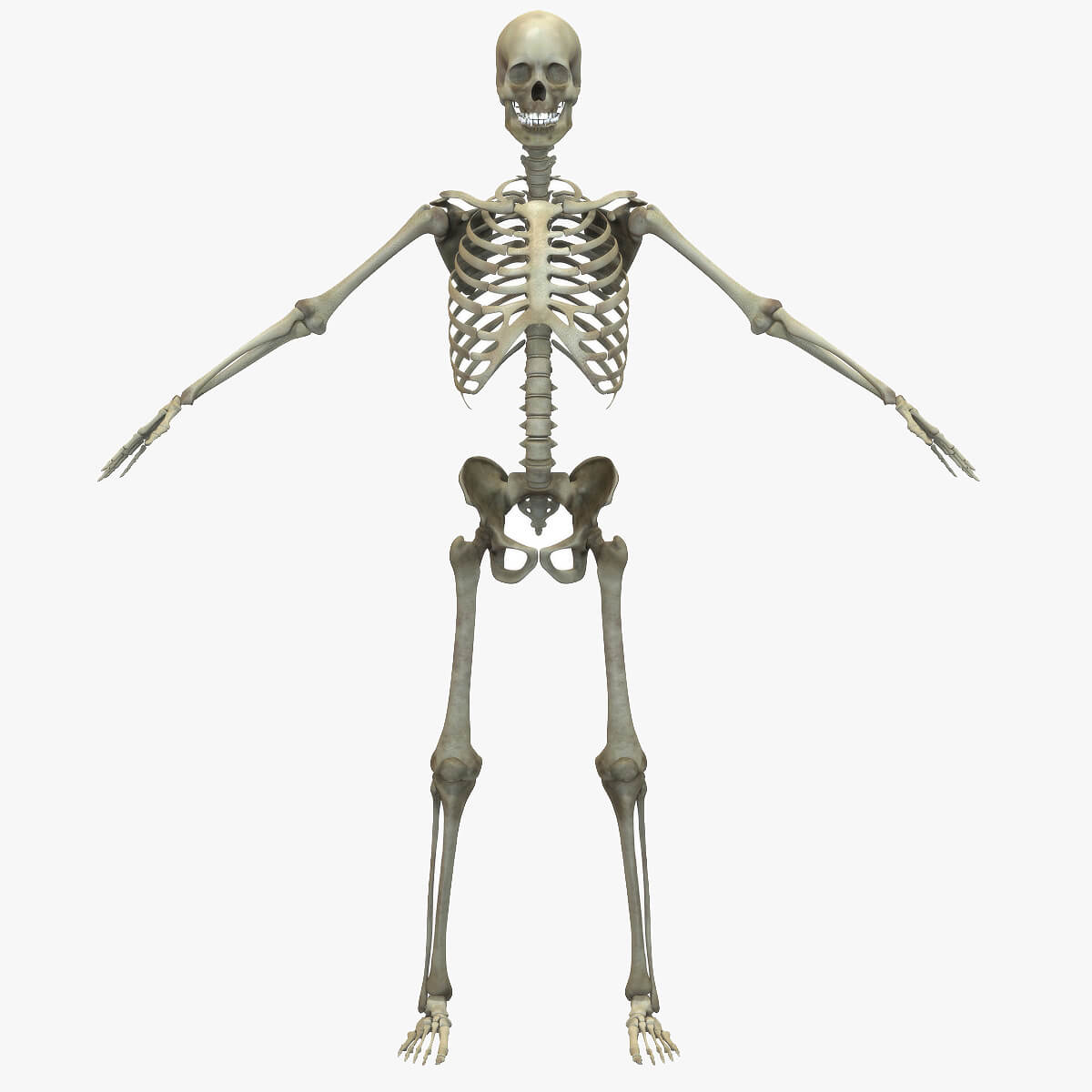 Human Skeletal System - 3D Model by AzulUtak