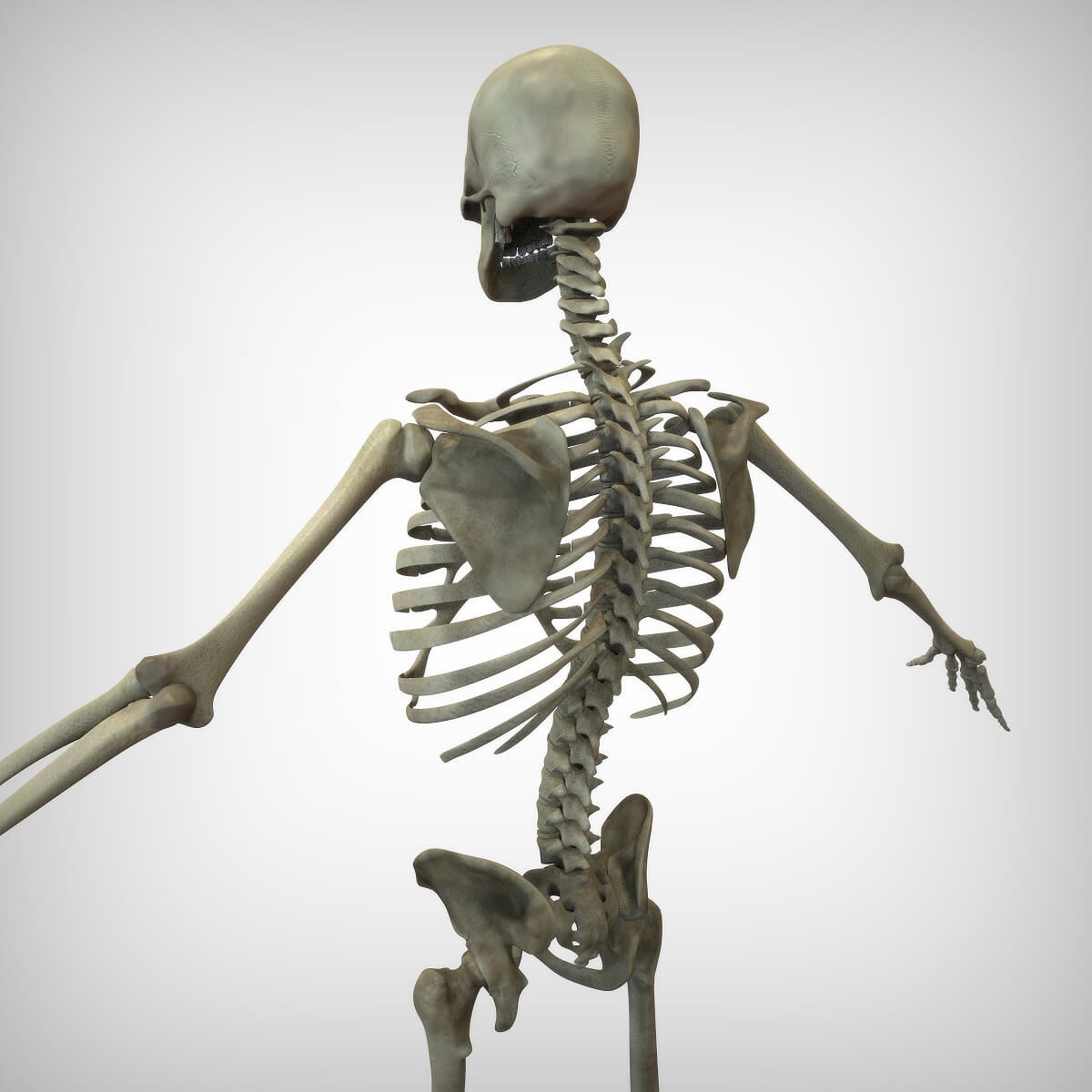 Human Skeletal System - 3D Model by AzulUtak