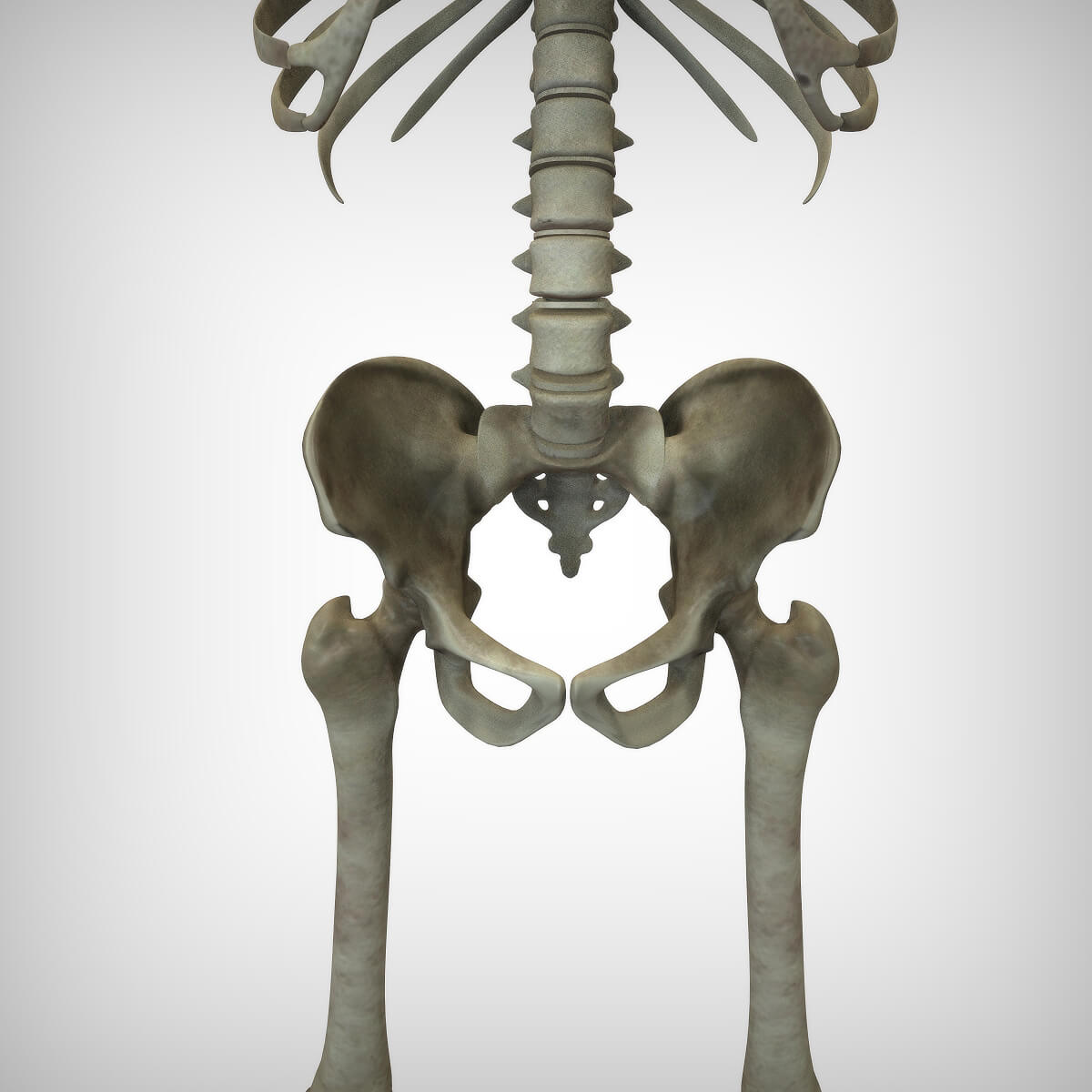 Human Skeletal System - 3D Model by AzulUtak