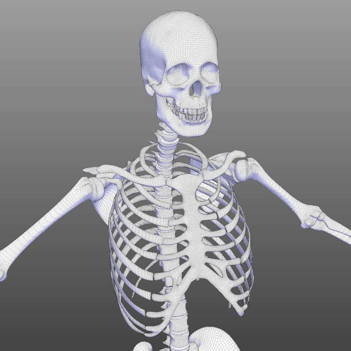 Human Skeletal System - 3D Model by AzulUtak