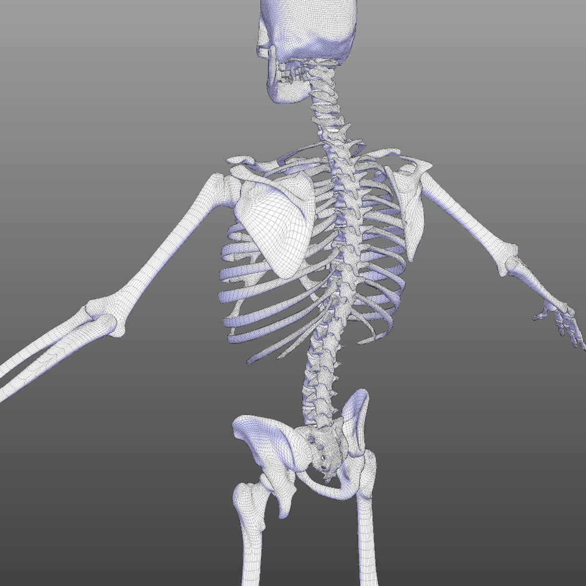 Human Skeletal System - 3D Model by AzulUtak