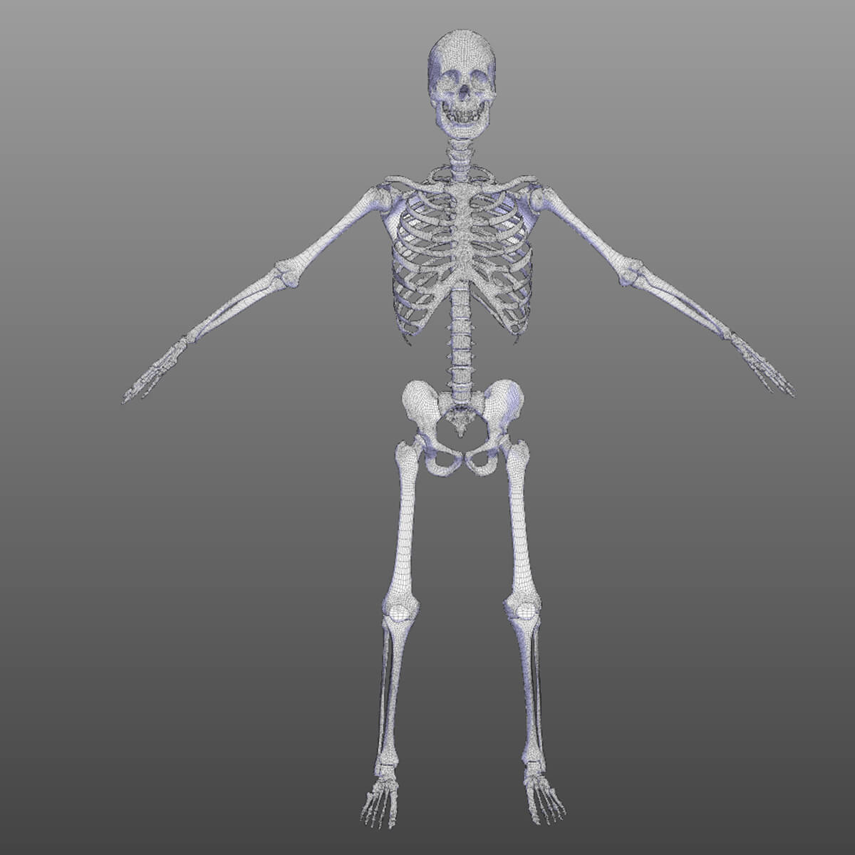Human Skeletal System - 3D Model by AzulUtak