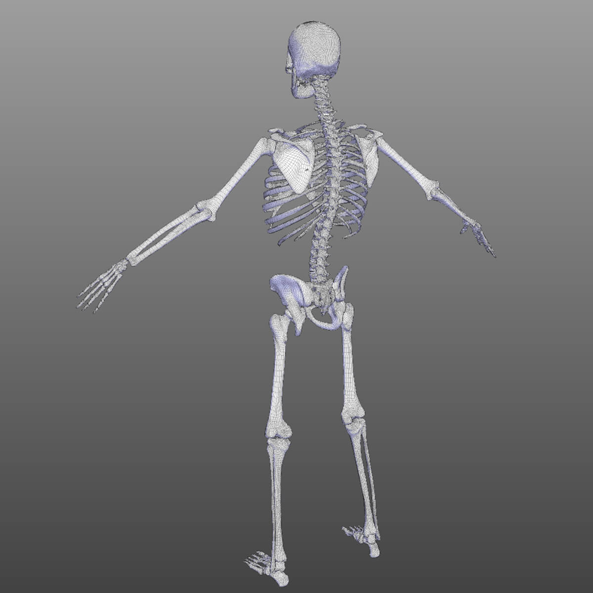 Human Skeletal System - 3D Model by AzulUtak