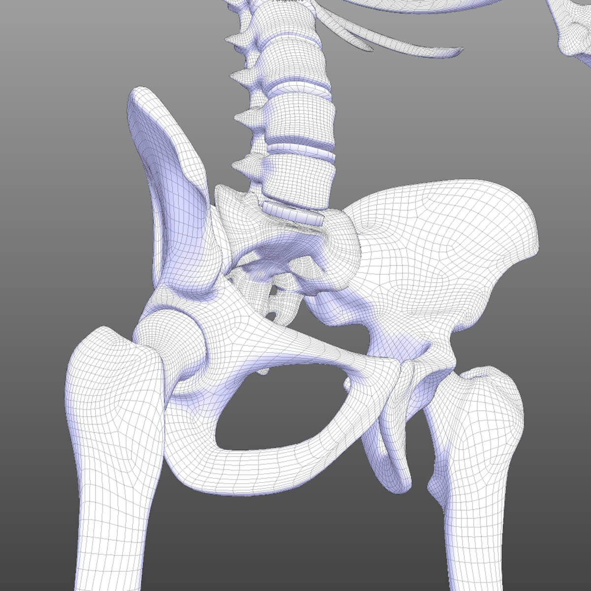 Human Skeletal System - 3D Model by AzulUtak