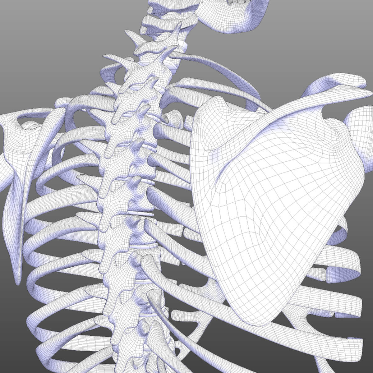 Human Skeletal System - 3D Model by AzulUtak