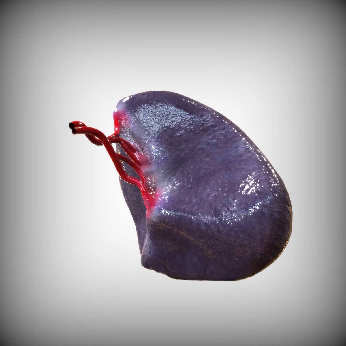 Human Spleen - 3D Model by AzulUtak