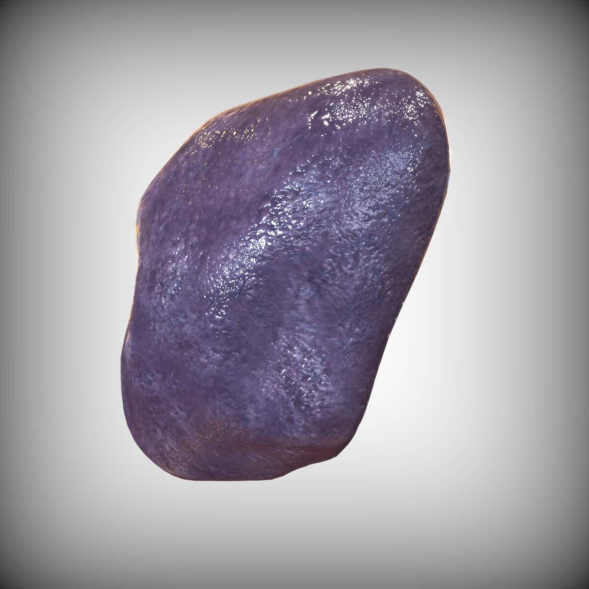 Human Spleen - 3D Model by AzulUtak