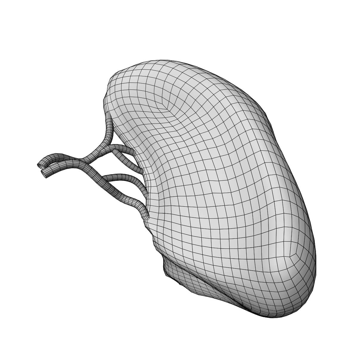 Human Spleen - 3D Model by AzulUtak