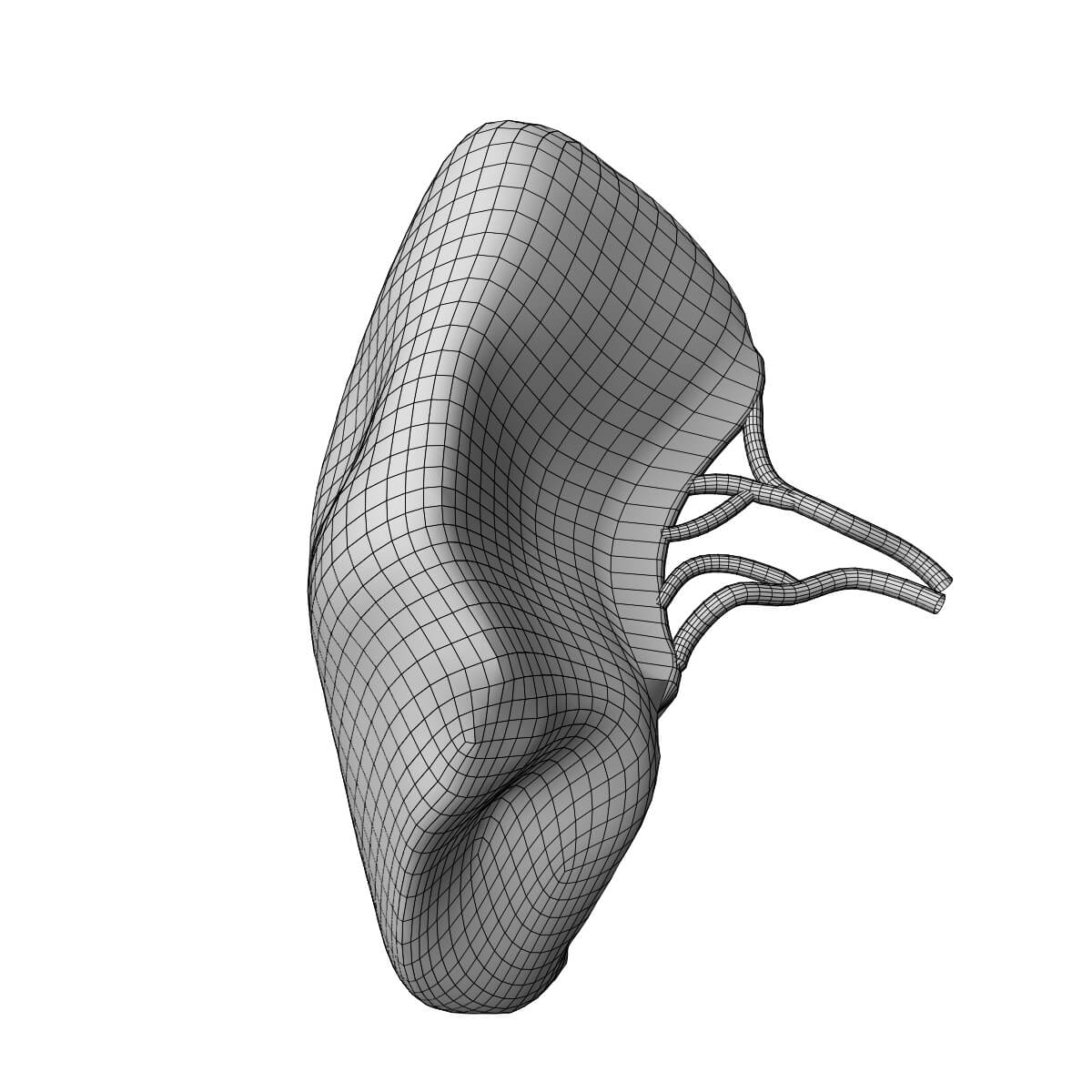 Human Spleen - 3D Model by AzulUtak