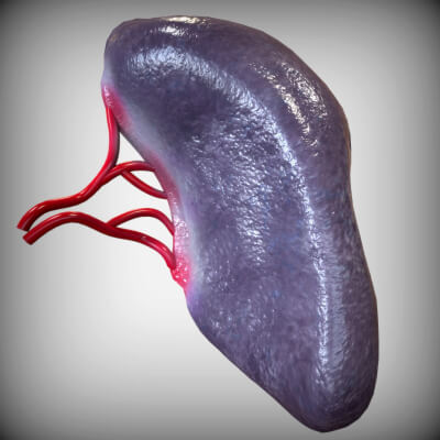 Human Spleen - 3D Model by AzulUtak