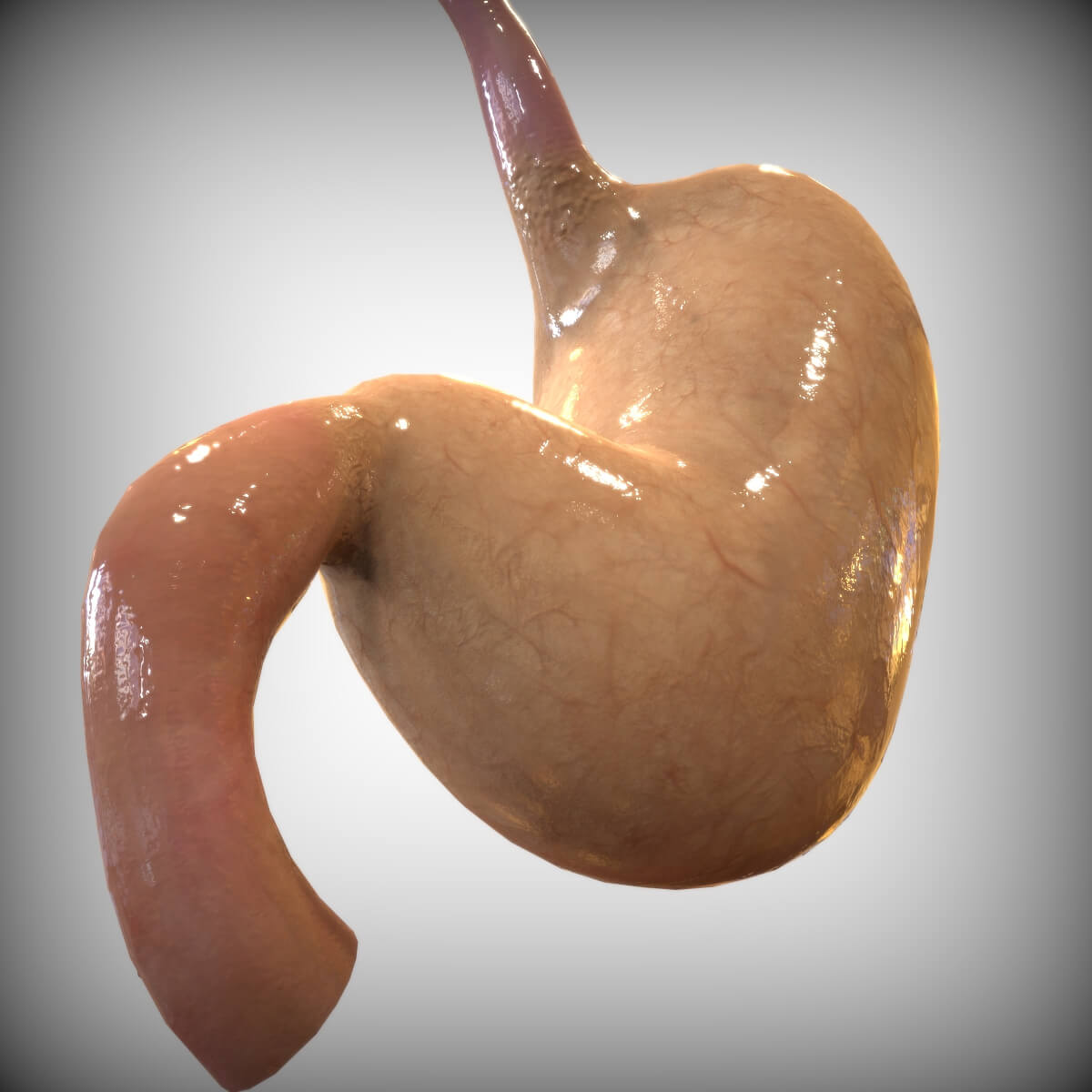 Human Stomach - 3D Model by AzulUtak
