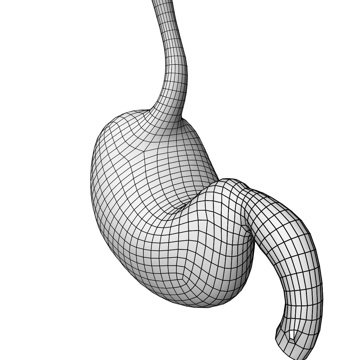 Human Stomach - 3D Model by AzulUtak