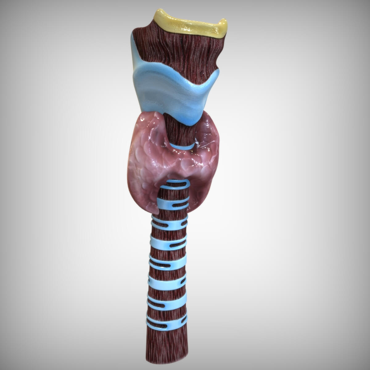 Human Throat - 3D Model by AzulUtak
