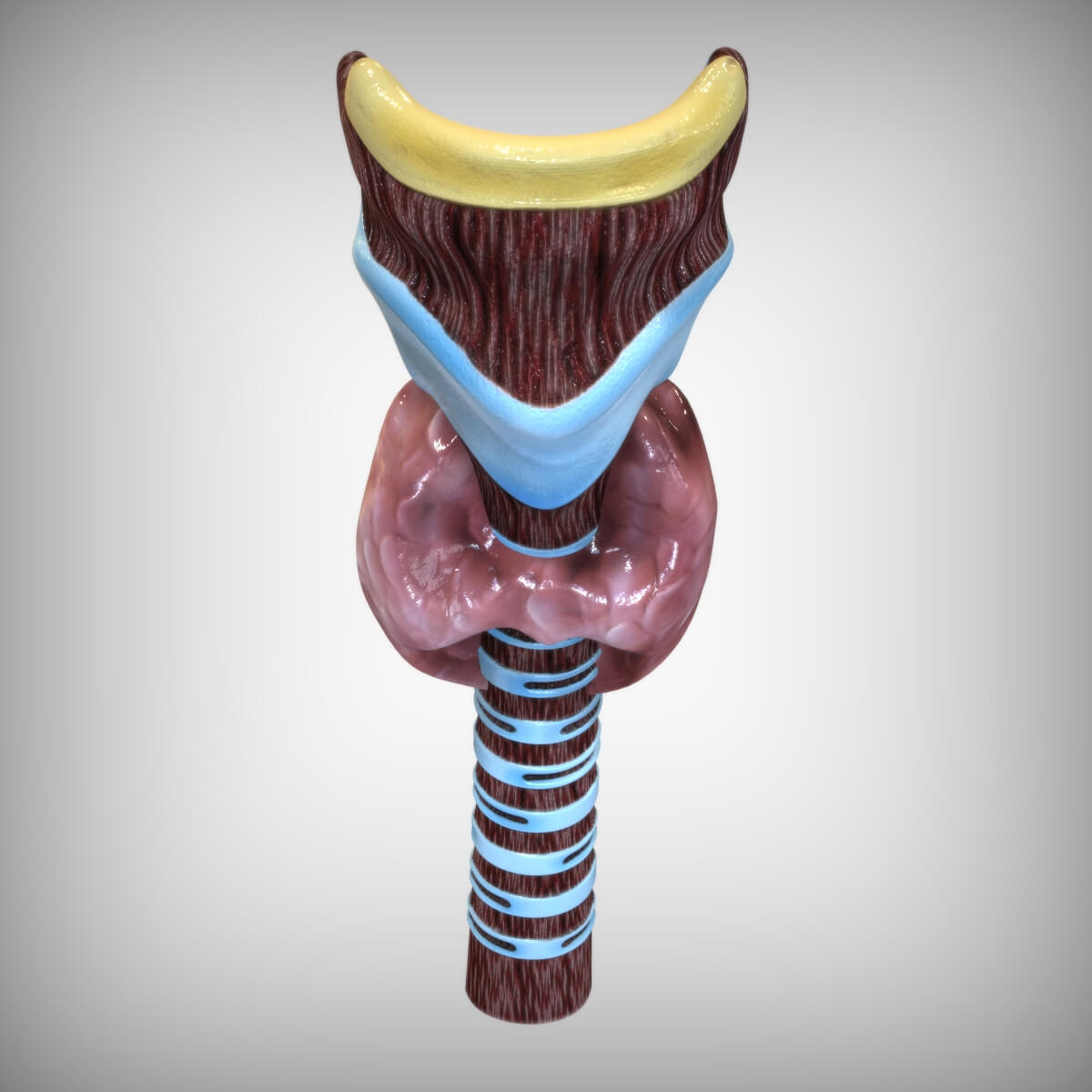Human Throat - 3D Model by AzulUtak
