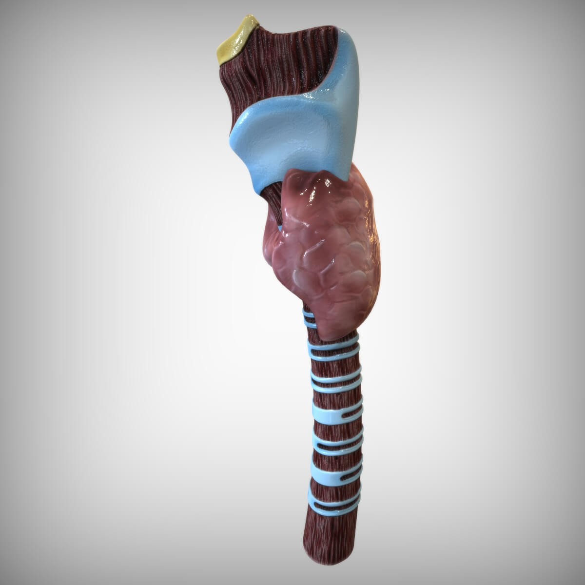 Human Throat - 3D Model by AzulUtak