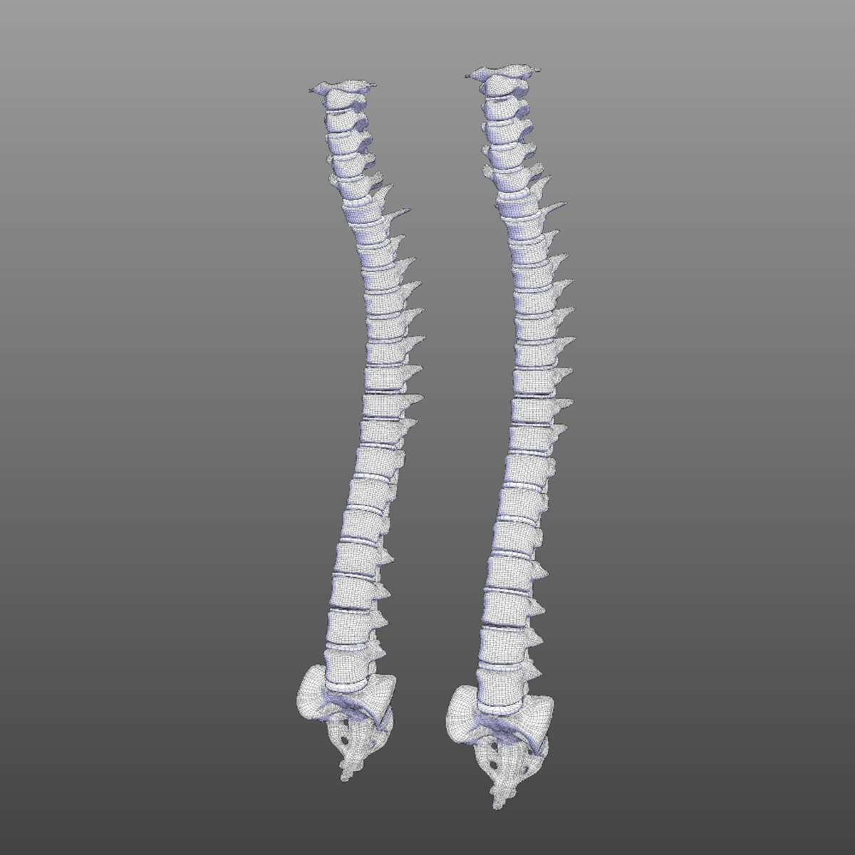 Human Vertebrae - 3D Model by AzulUtak