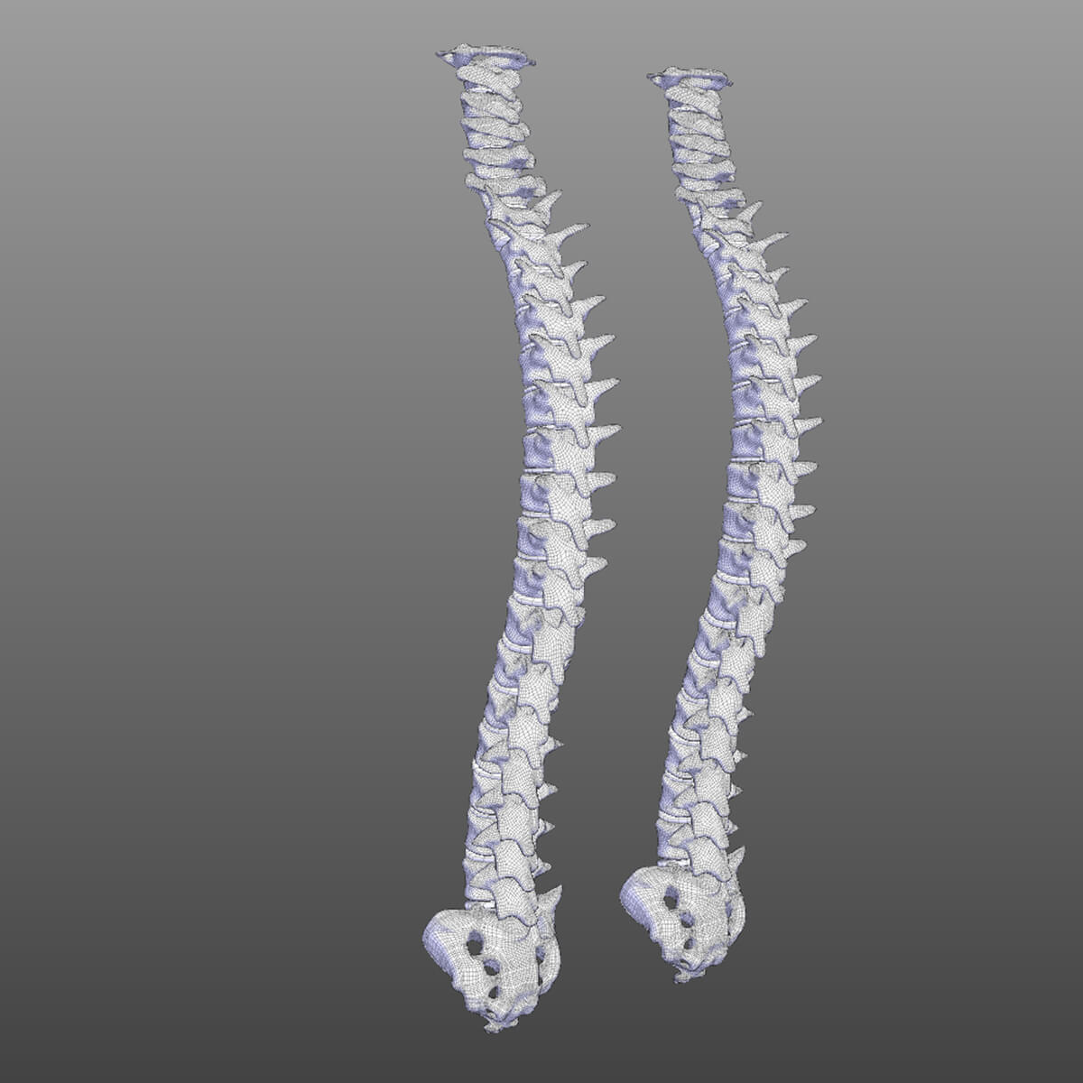 Human Vertebrae - 3D Model by AzulUtak