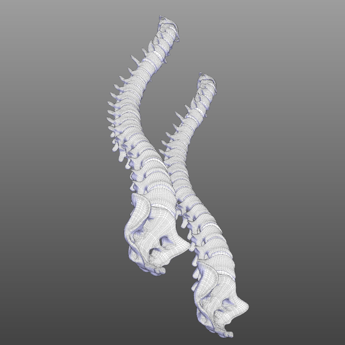 Human Vertebrae - 3D Model by AzulUtak