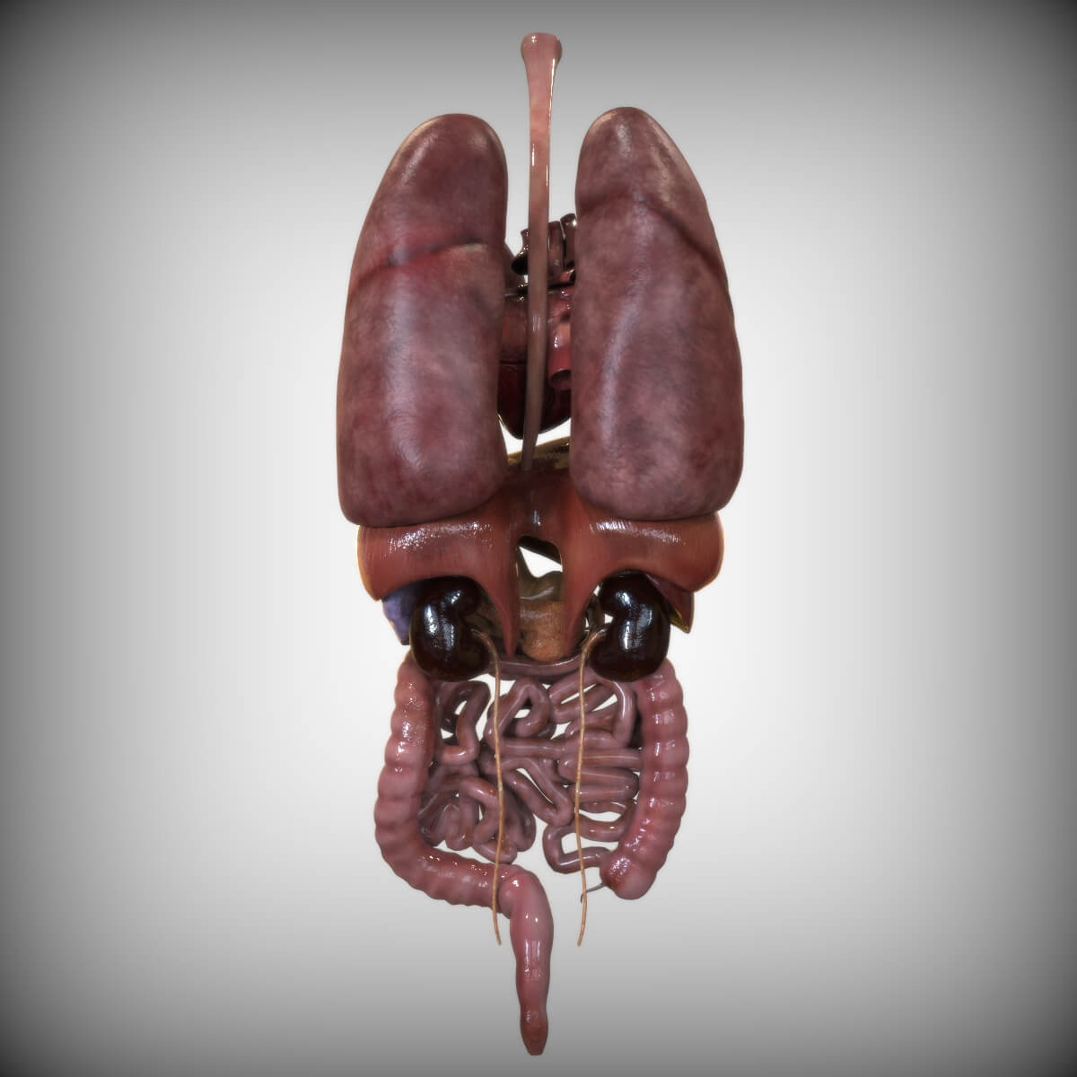 Internal Organs - 3D Model by AzulUtak