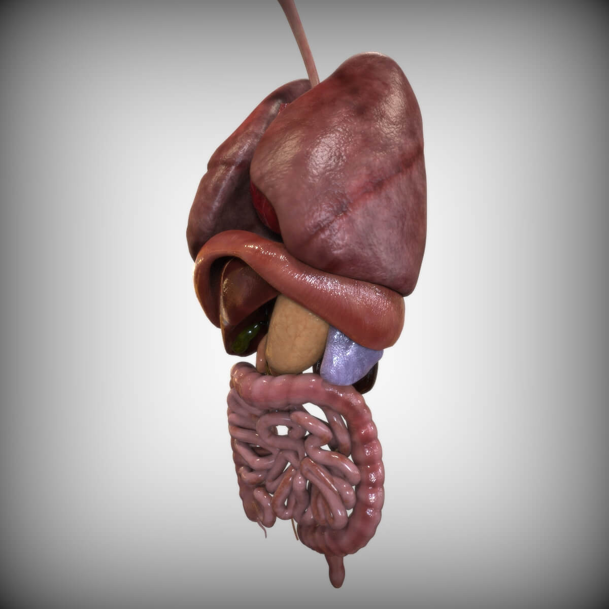 Internal Organs - 3D Model by AzulUtak