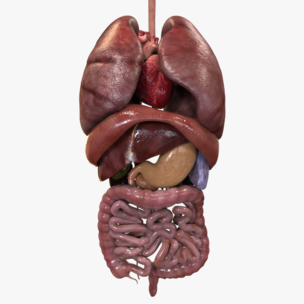 Internal Organs - 3D Model by AzulUtak