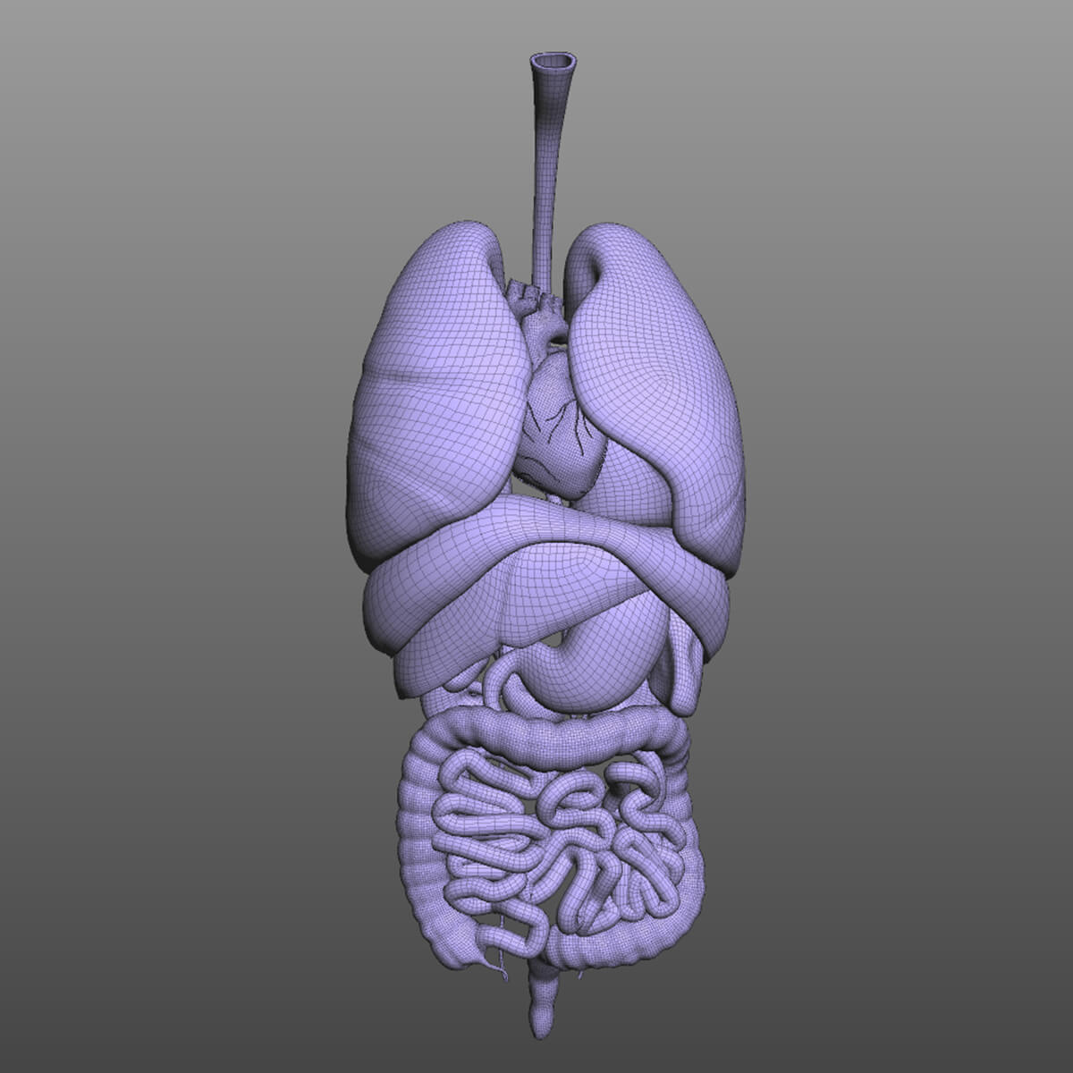 Internal Organs - 3D Model by AzulUtak
