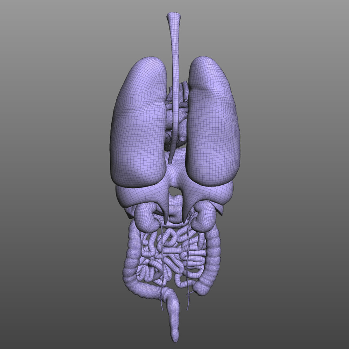 Internal Organs - 3D Model by AzulUtak