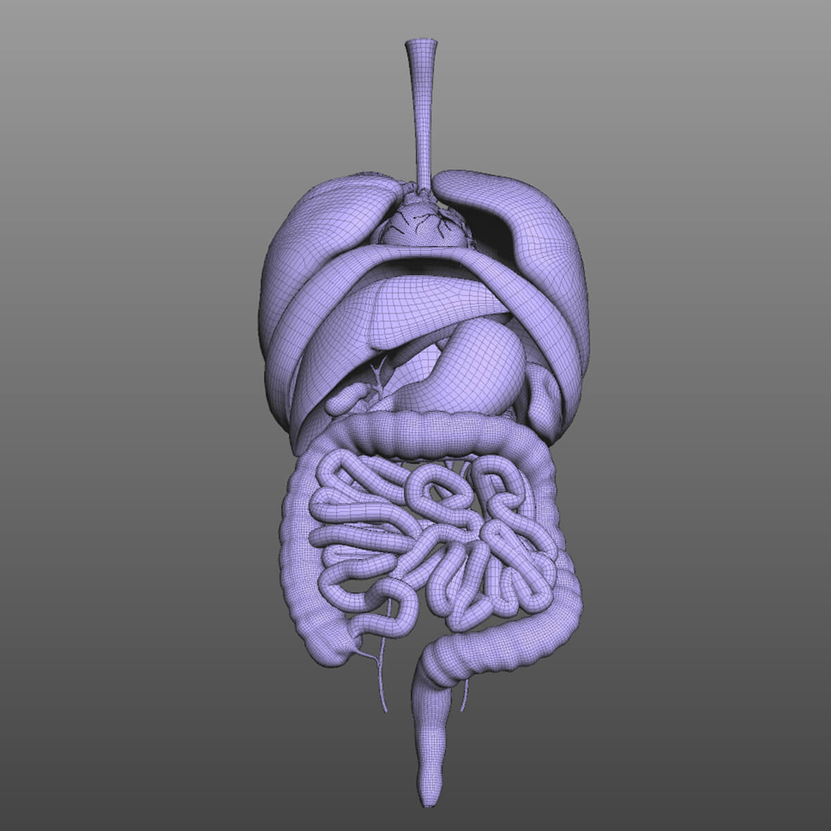 Internal Organs - 3D Model by AzulUtak