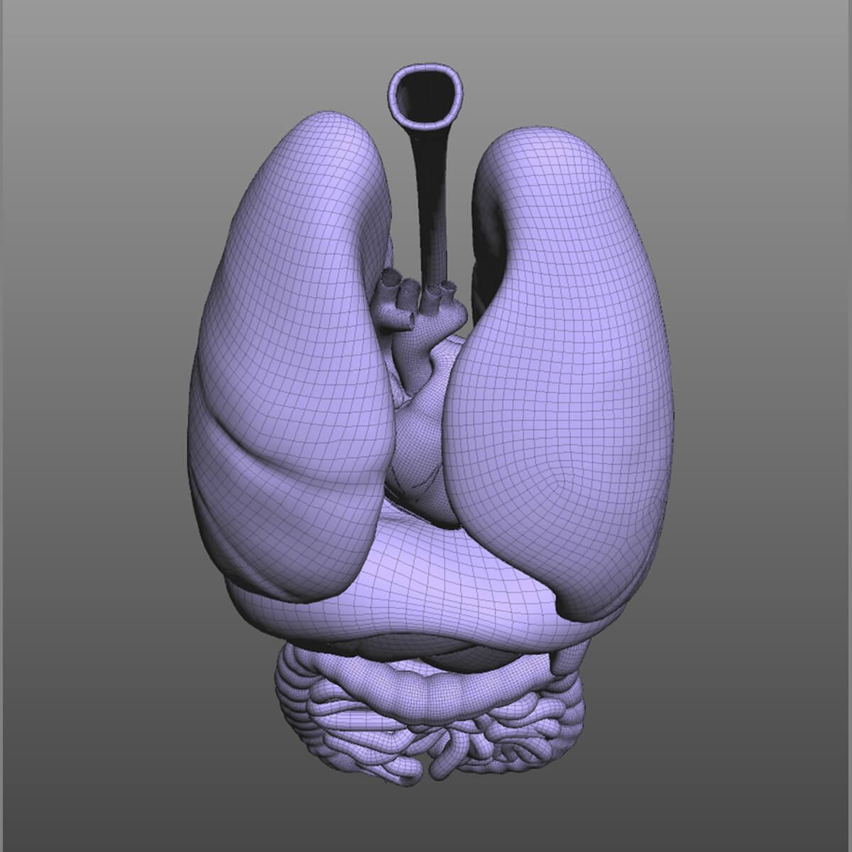 Internal Organs - 3D Model by AzulUtak