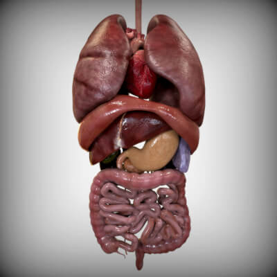 Internal Organs - 3D Model by AzulUtak