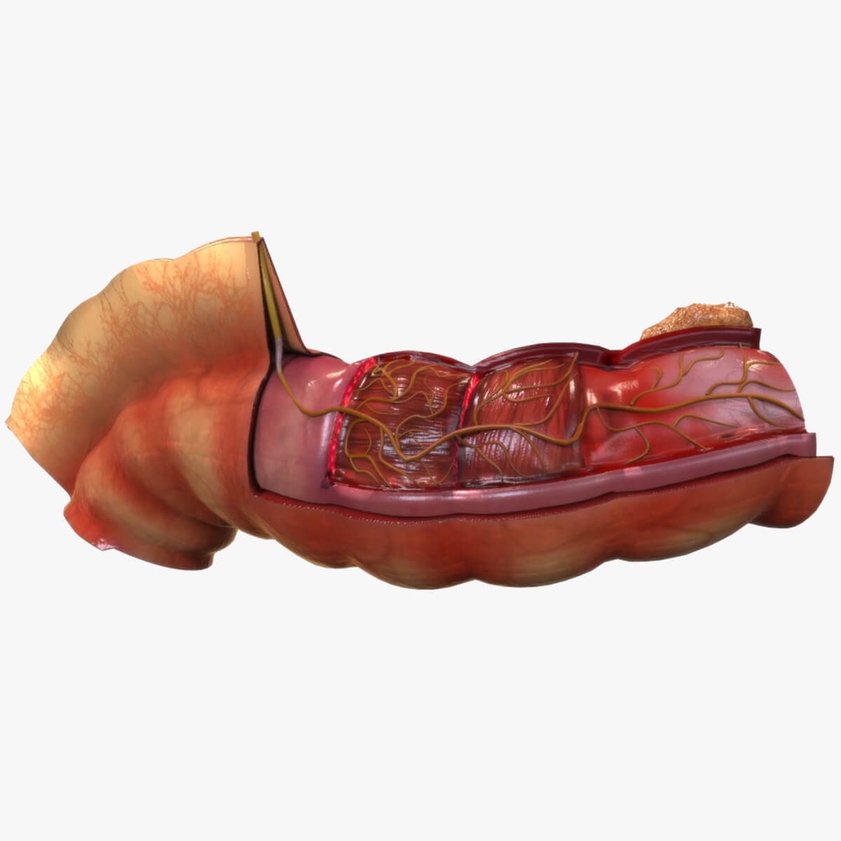 Intestine Cutaway - Free 3D Model by AzulUtak