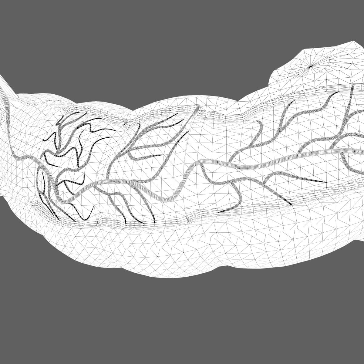 Intestine Cutaway - Free 3D Model by AzulUtak