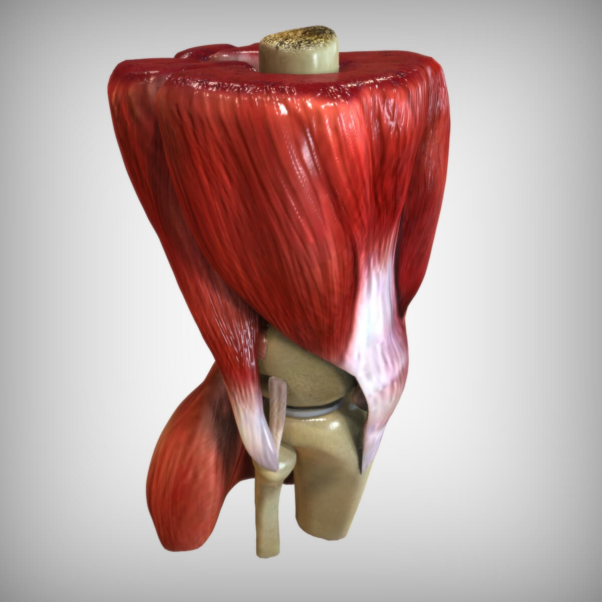 Knee Anatomy - 3D Model by AzulUtak