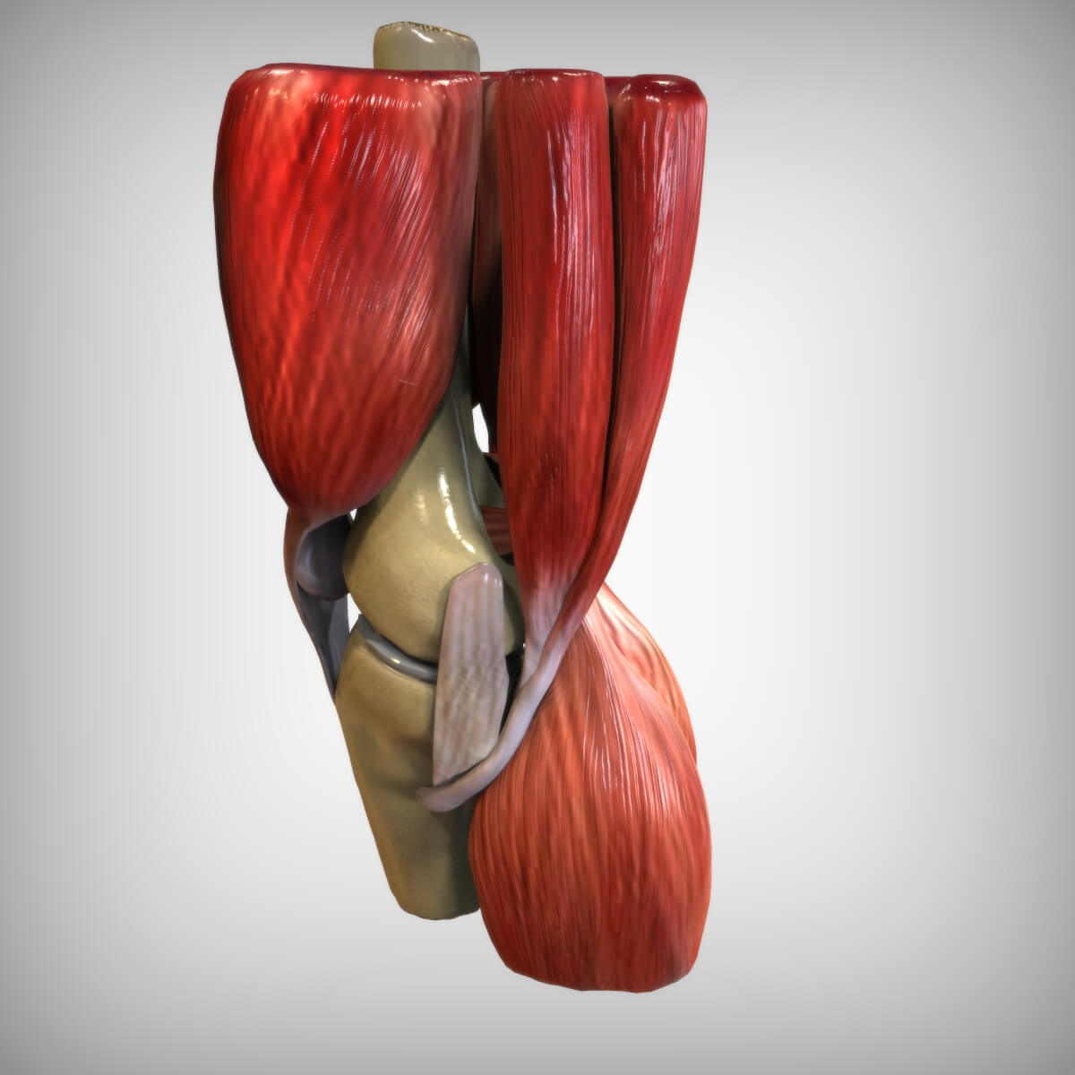 Knee Anatomy - 3D Model by AzulUtak