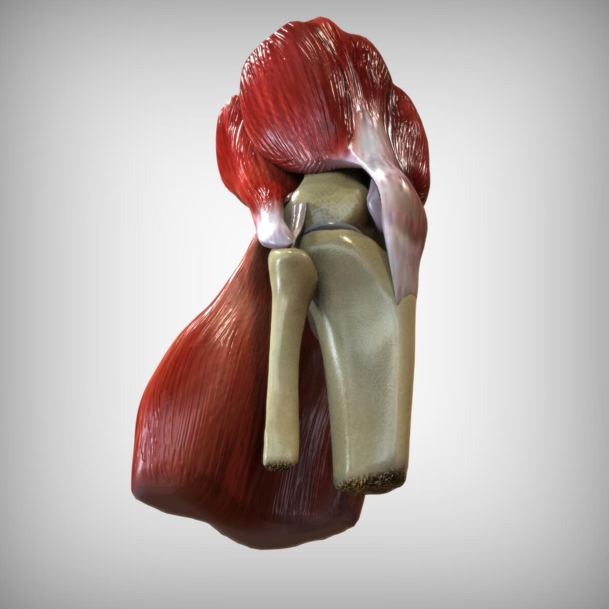Knee Anatomy - 3D Model by AzulUtak