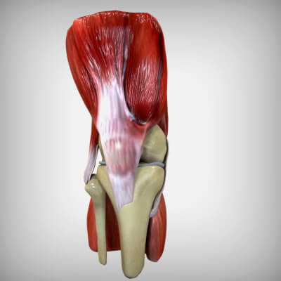 Knee Anatomy - 3D Model by AzulUtak