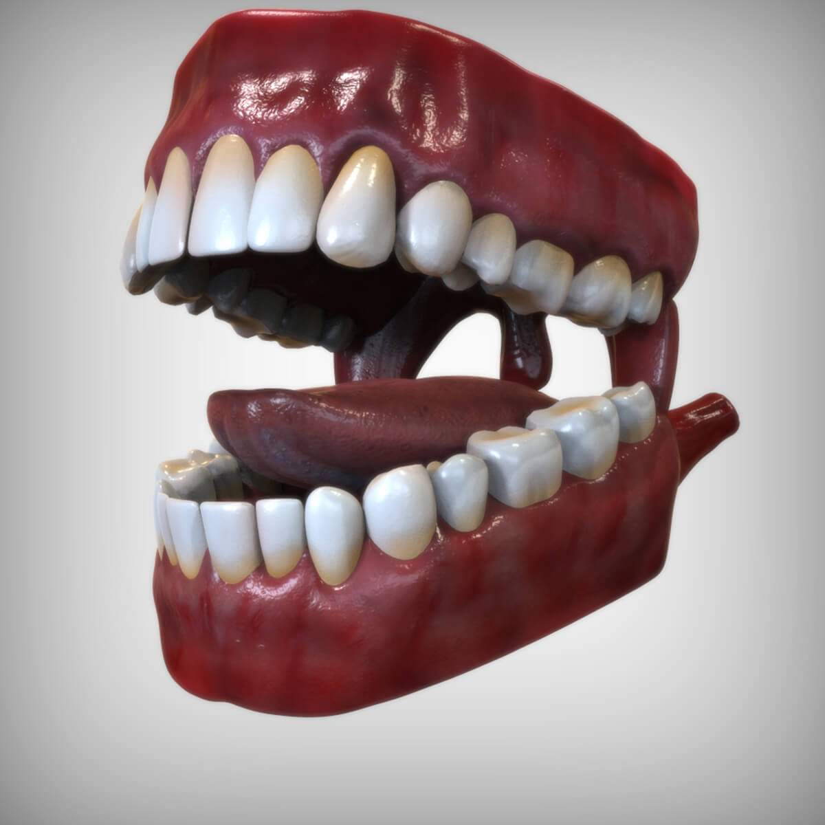 Mouth Anatomy - 3D Model by AzulUtak