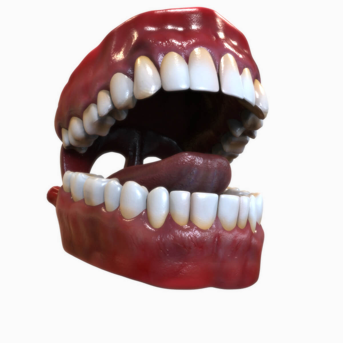 Mouth Anatomy - 3D Model by AzulUtak