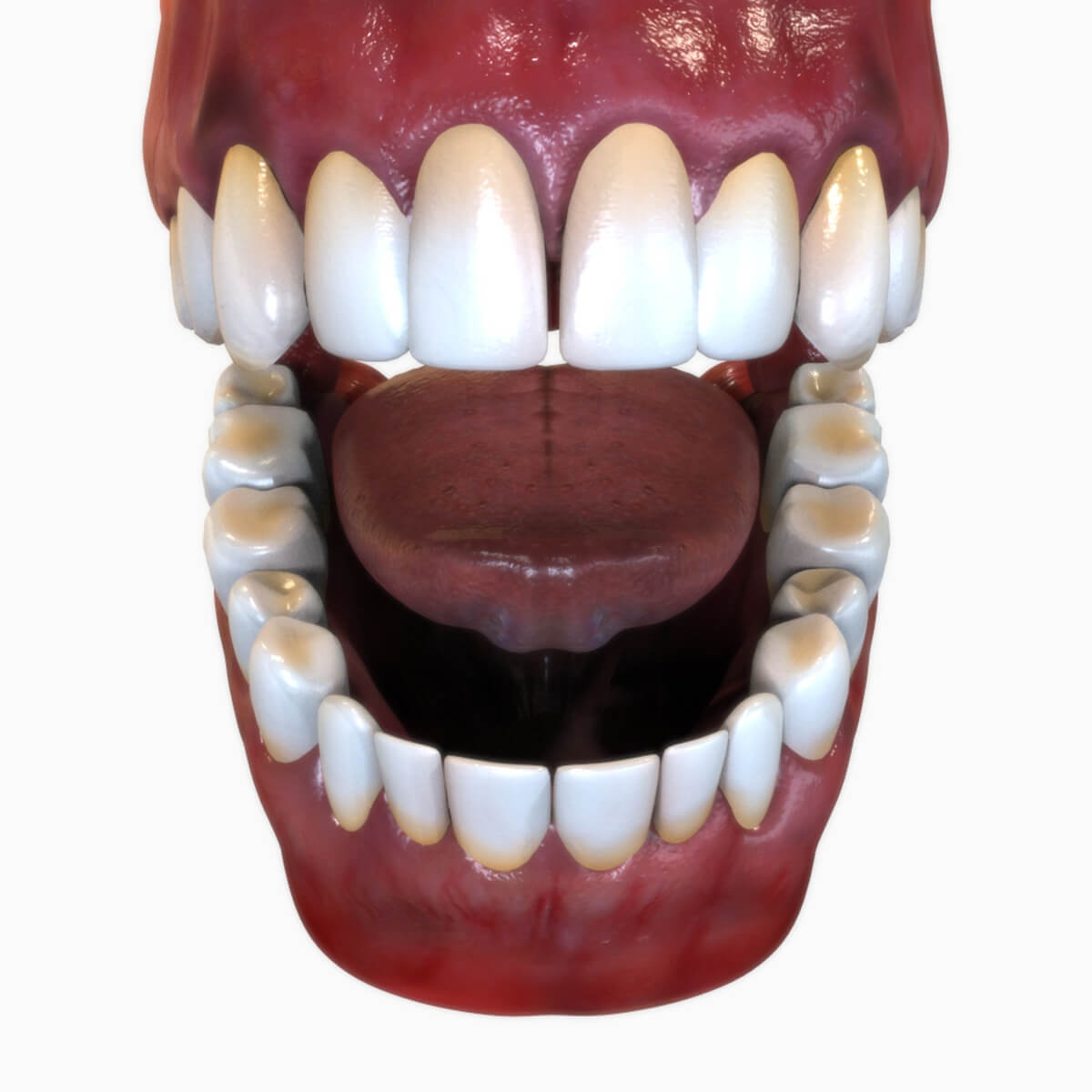 Mouth Anatomy - 3D Model by AzulUtak