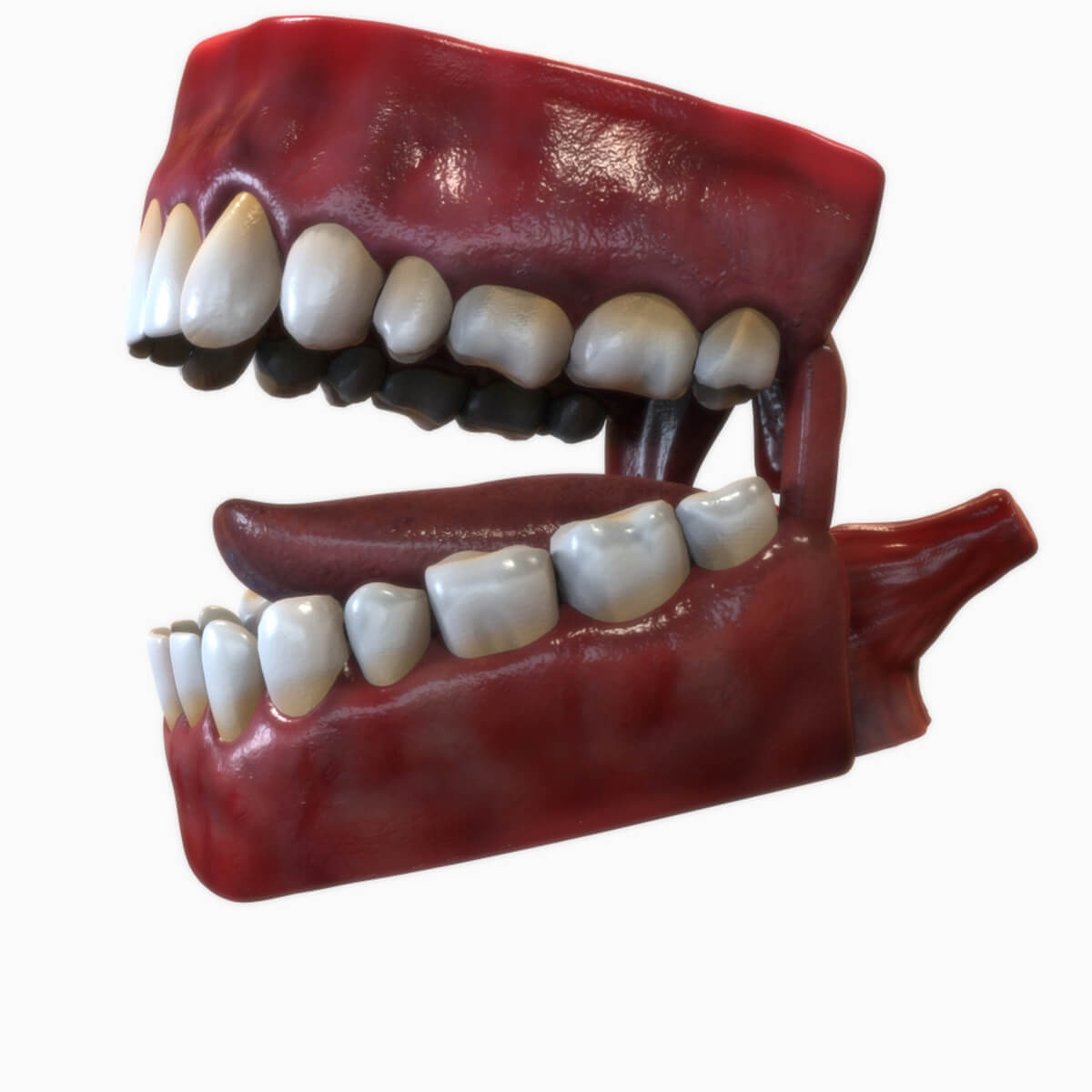Mouth Anatomy - 3D Model by AzulUtak