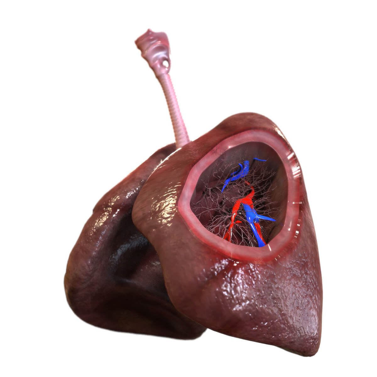 Respiratory System - 3D Model by AzulUtak