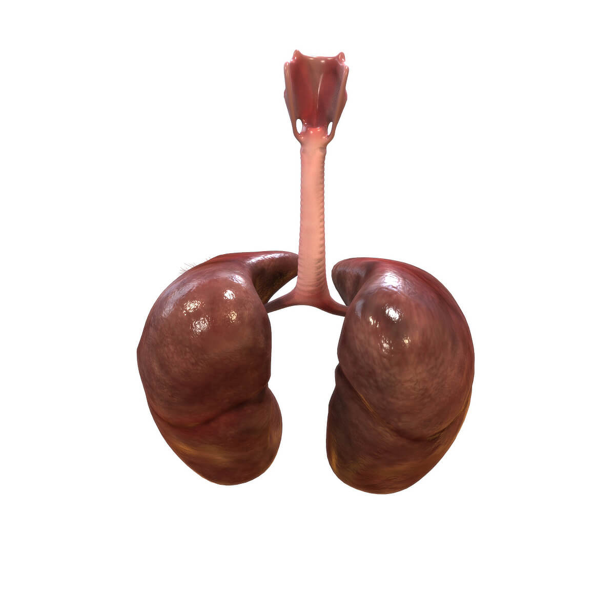 Respiratory System - 3D Model by AzulUtak