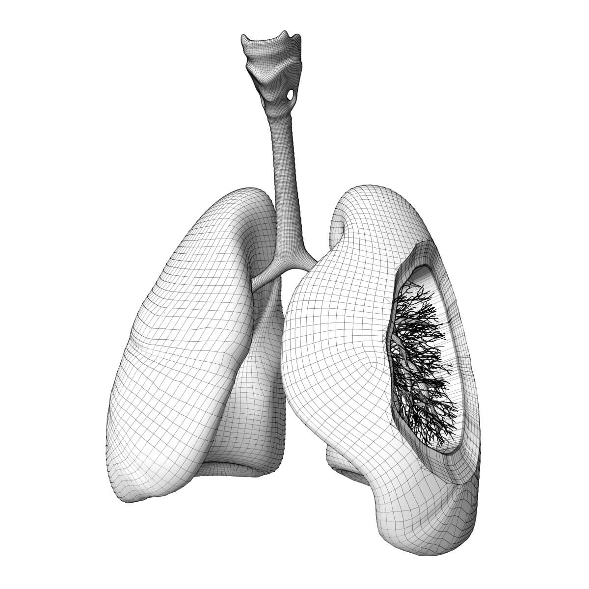 Respiratory System - 3D Model by AzulUtak