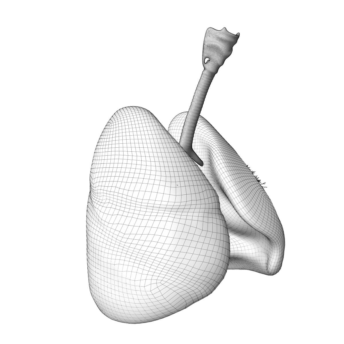 Respiratory System - 3D Model by AzulUtak