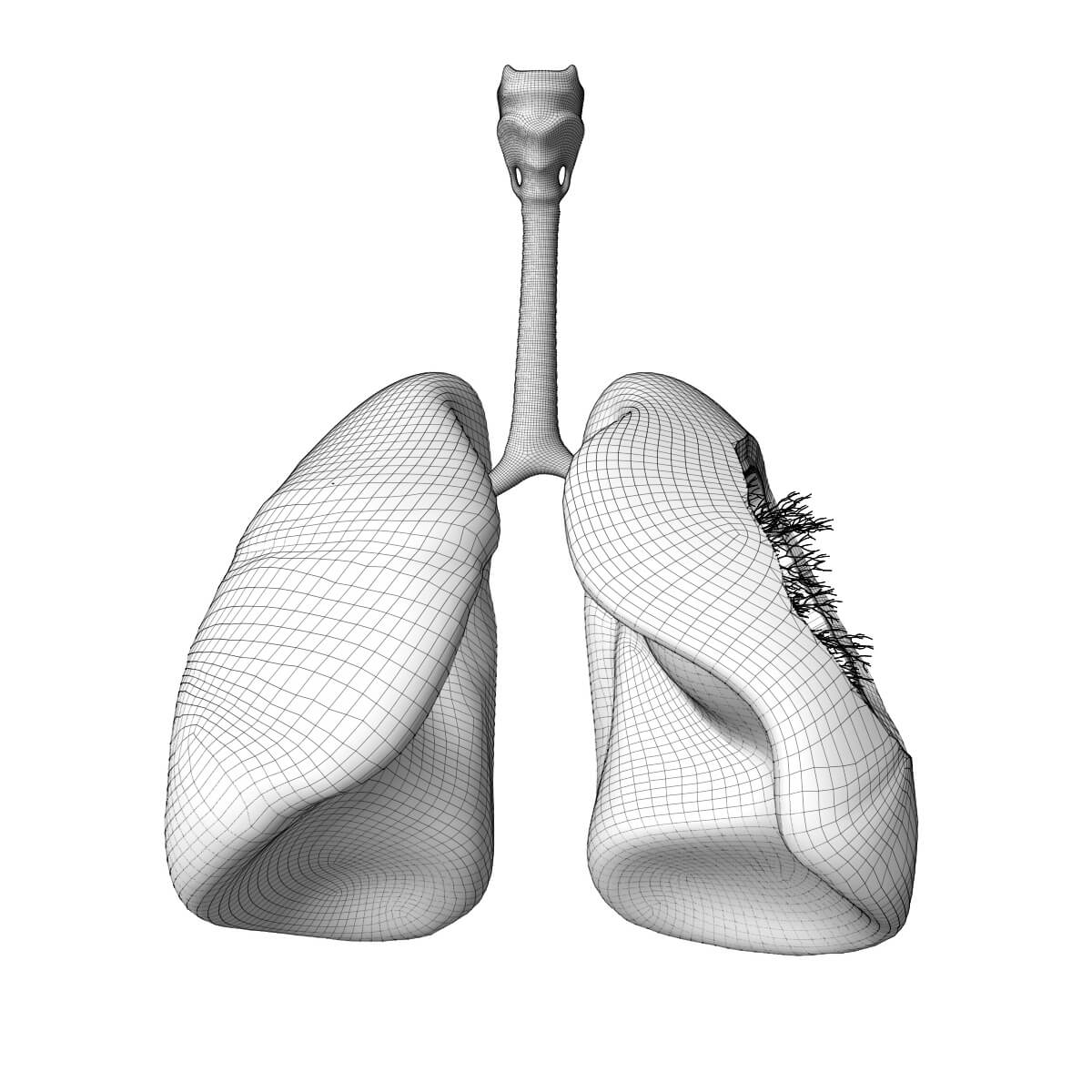 Respiratory System - 3D Model by AzulUtak