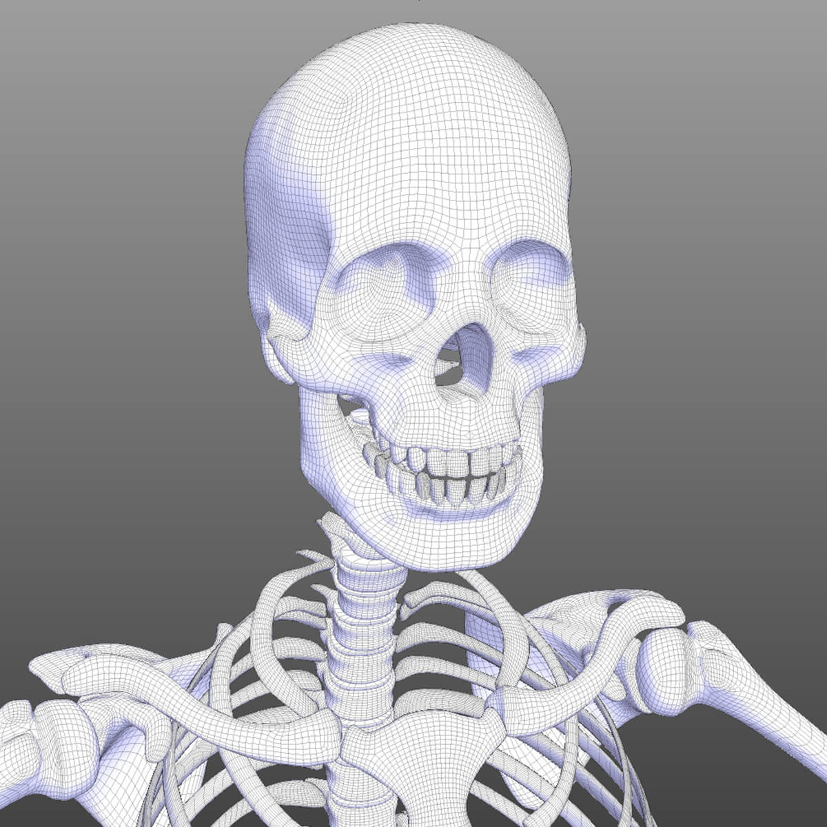 Rigged Male Anatomy - 3D Model by AzulUtak