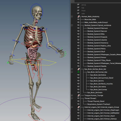 Rigged Male Anatomy - 3D Model by AzulUtak