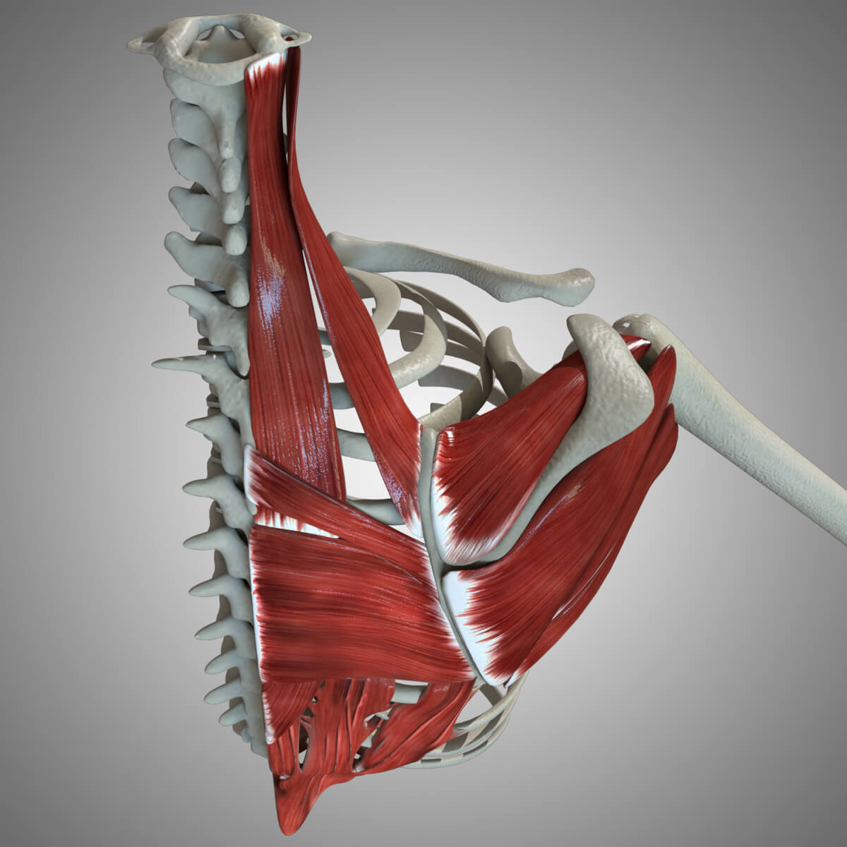 Scapular Muscle Group - 3D Model by AzulUtak