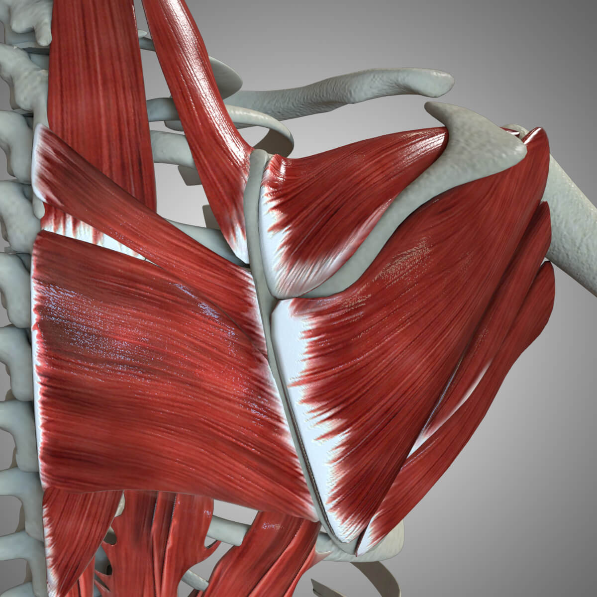 Scapular Muscle Group - 3D Model by AzulUtak