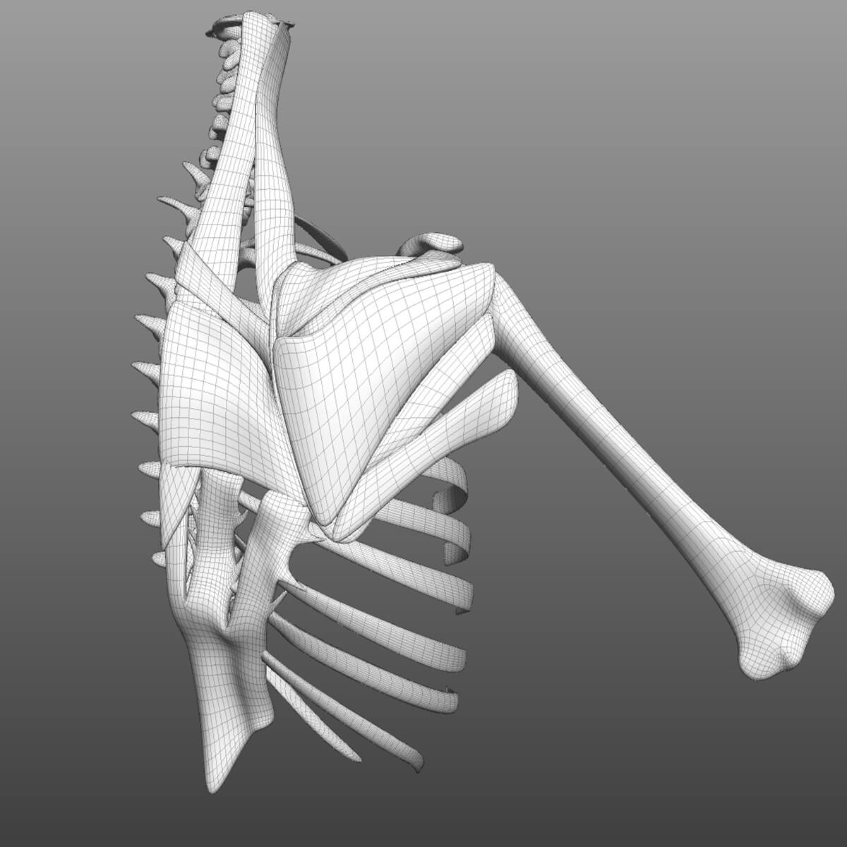 Scapular Muscle Group - 3D Model by AzulUtak